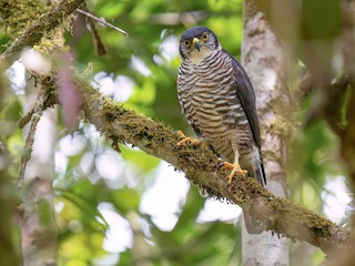 Semicollared Hawk - Microspizias collaris - Birds of the World