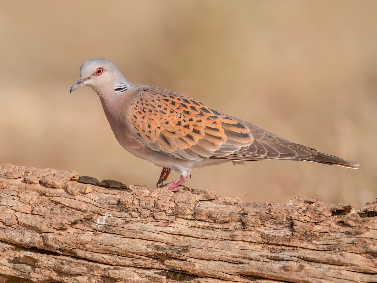 European Turtle-Dove - Streptopelia turtur - Birds of the World