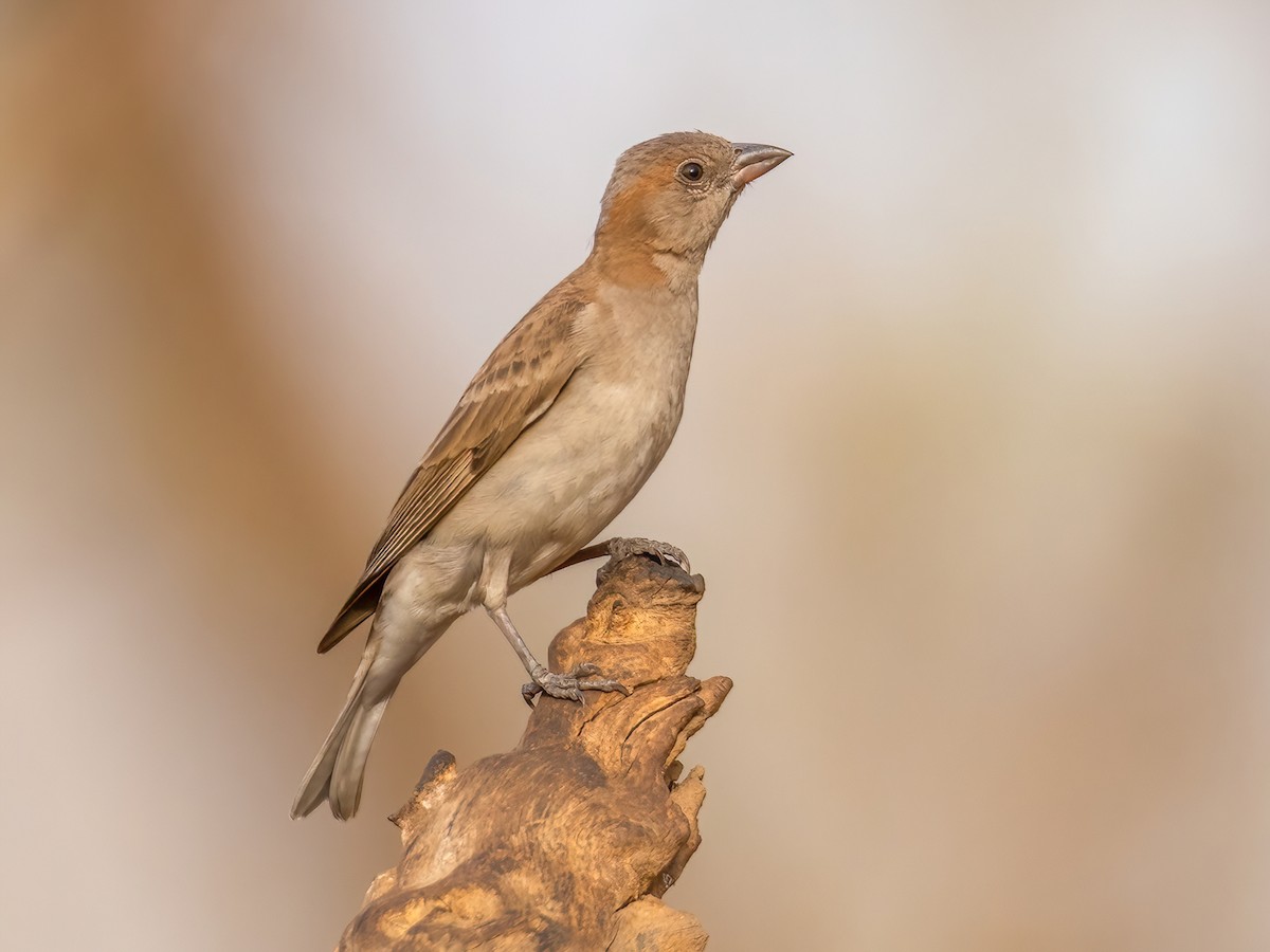Sahel Bush Sparrow - Gymnoris dentata - Birds of the World