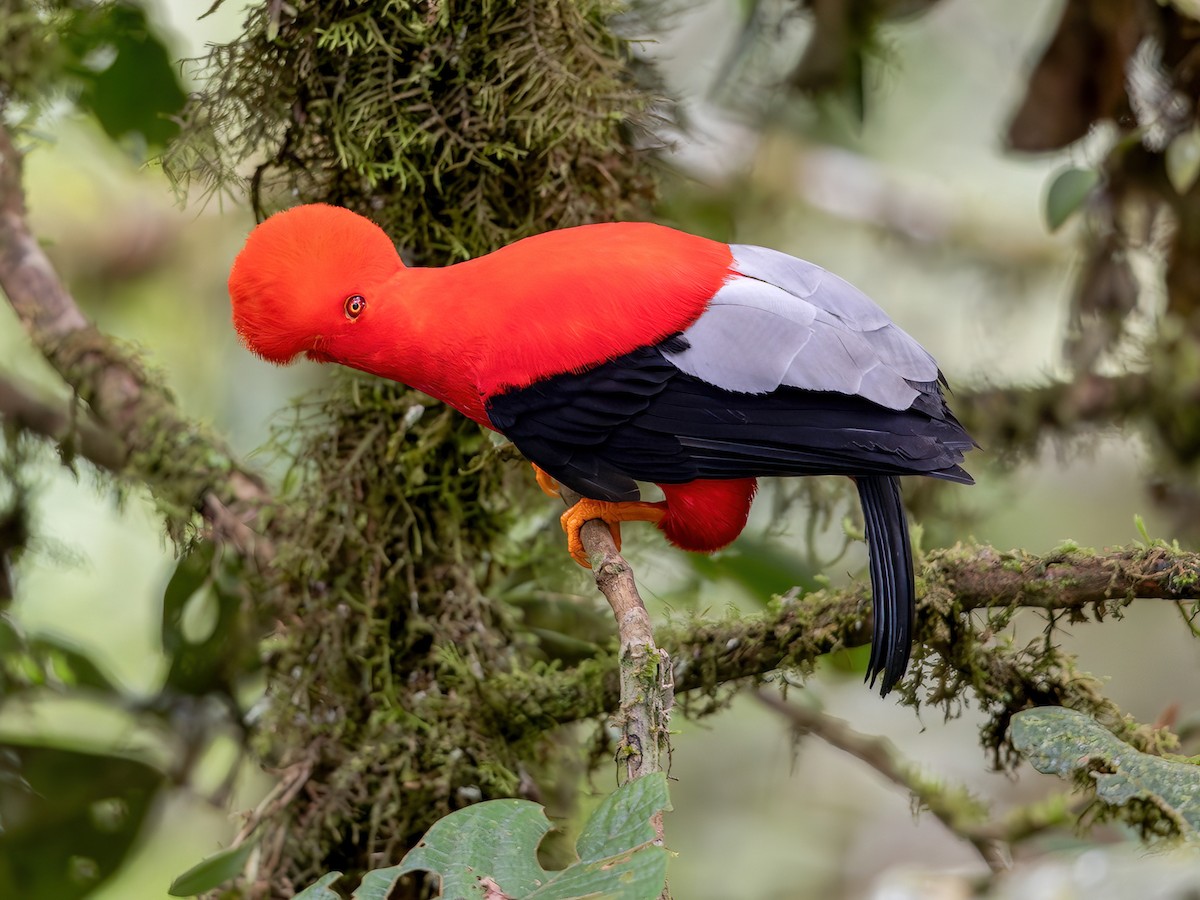 Andean Cock-of-the-rock - Rupicola peruvianus - Birds of the World