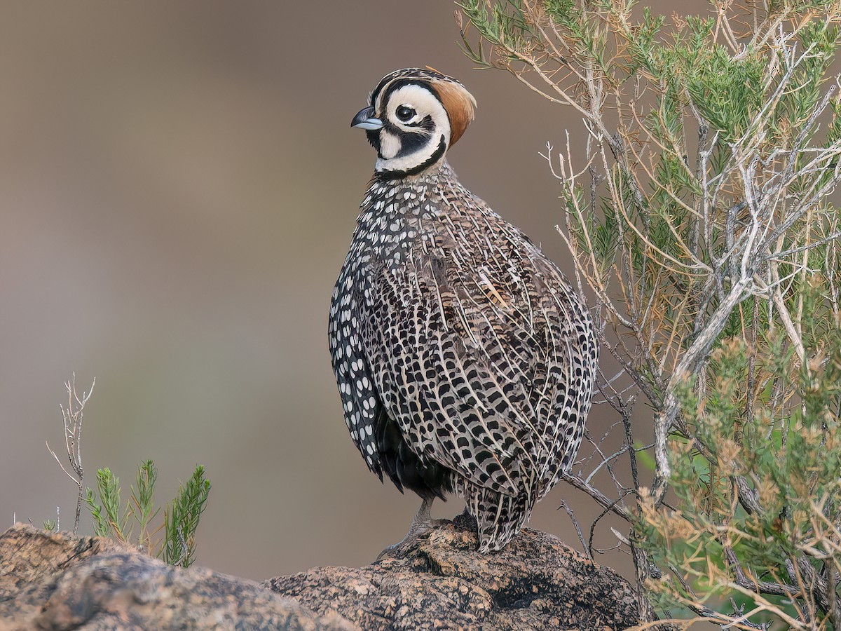 Montezuma Quail - Cyrtonyx montezumae - Birds of the World