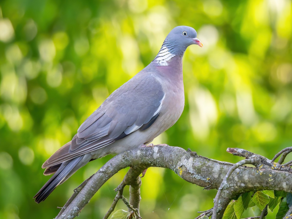 Common Wood-Pigeon - Columba palumbus - Birds of the World