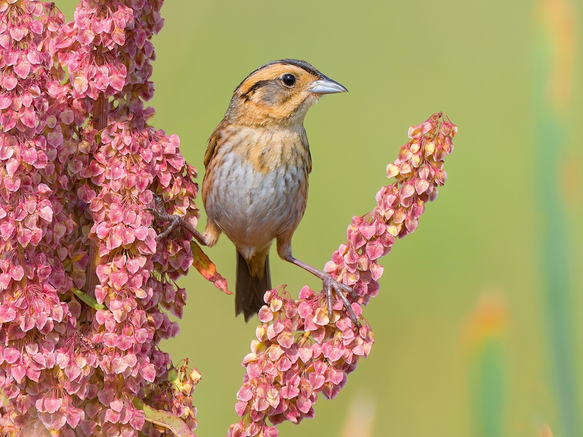 Nelson's Sparrow - Ammospiza nelsoni - Birds of the World
