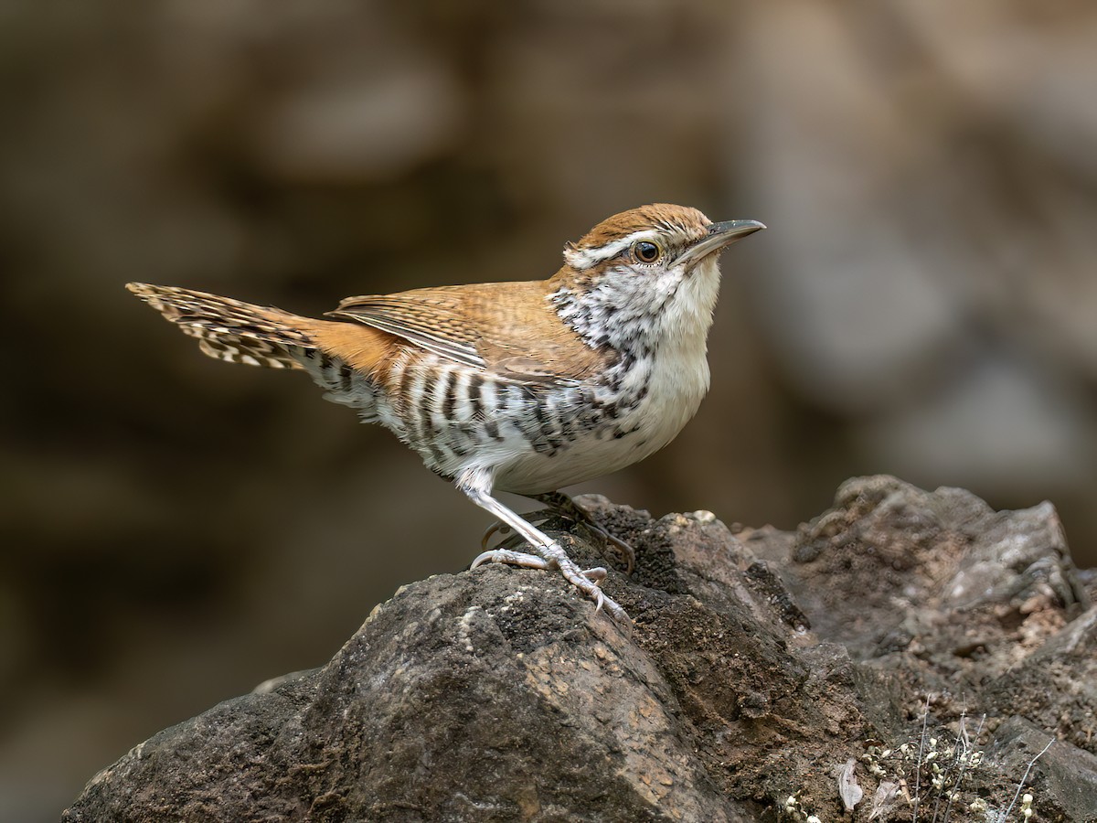 Banded Wren - Thryophilus pleurostictus - Birds of the World