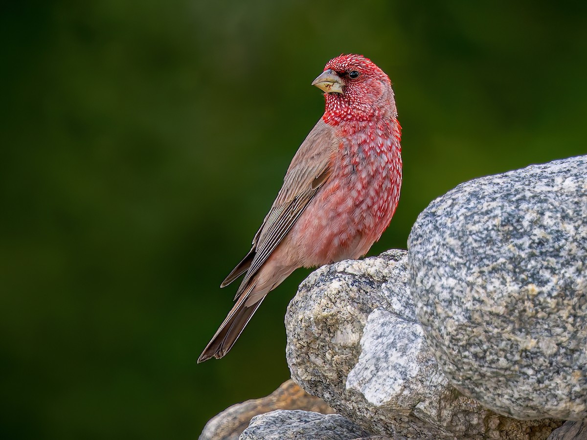 Great Rosefinch - Carpodacus rubicilla - Birds of the World