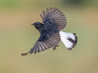 Variable Wheatear - Oenanthe picata - Birds of the World