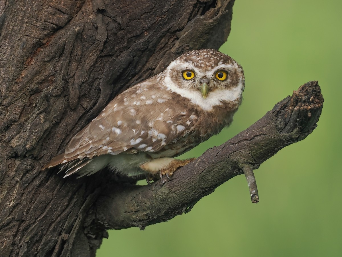 Spotted Owlet - Athene brama - Birds of the World