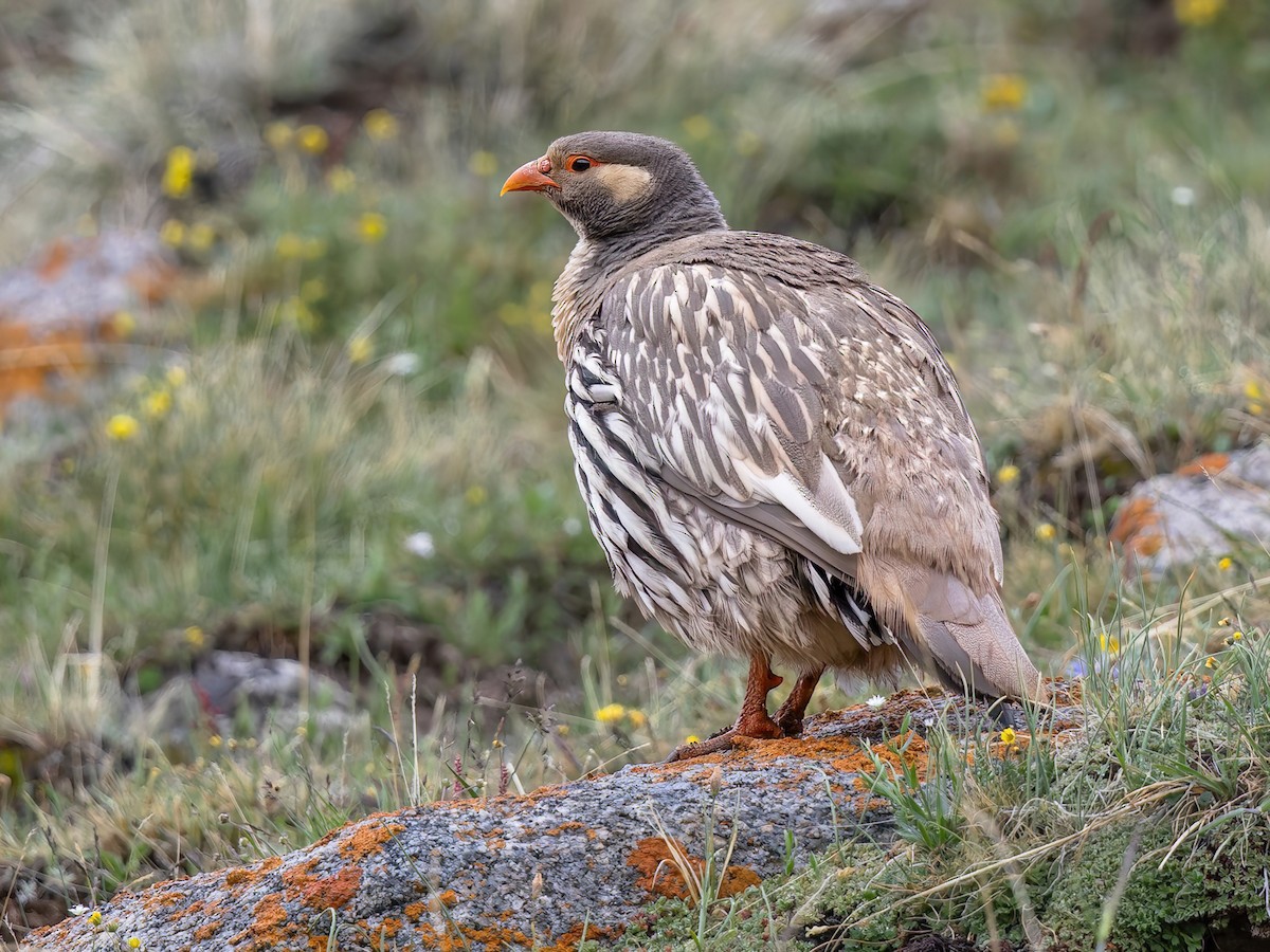 Tibetan Snowcock - Tetraogallus tibetanus - Birds of the World