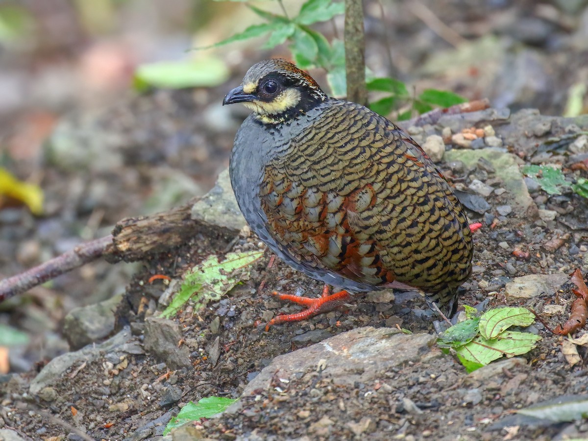 Taiwan Partridge - Arborophila crudigularis - Birds of the World