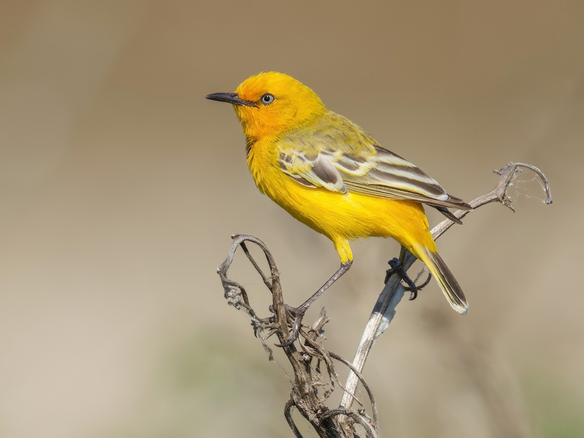 Yellow Chat - Epthianura crocea - Birds of the World