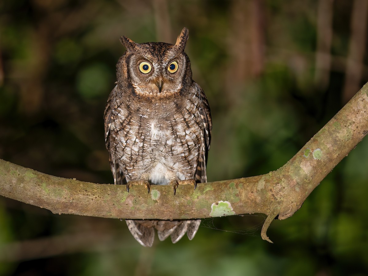 Rinjani Scops-Owl - Otus jolandae - Birds of the World
