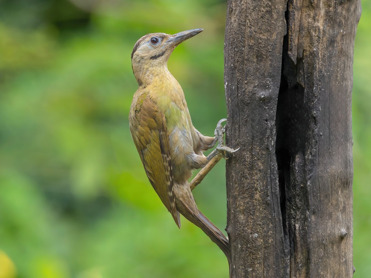 Gray-headed Woodpecker - Picus canus - Birds of the World
