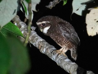 Malaita Owl - eBird