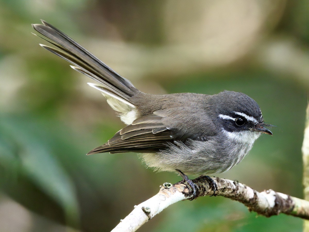 Guadalcanal Fantail - Rhipidura ocularis - Birds of the World