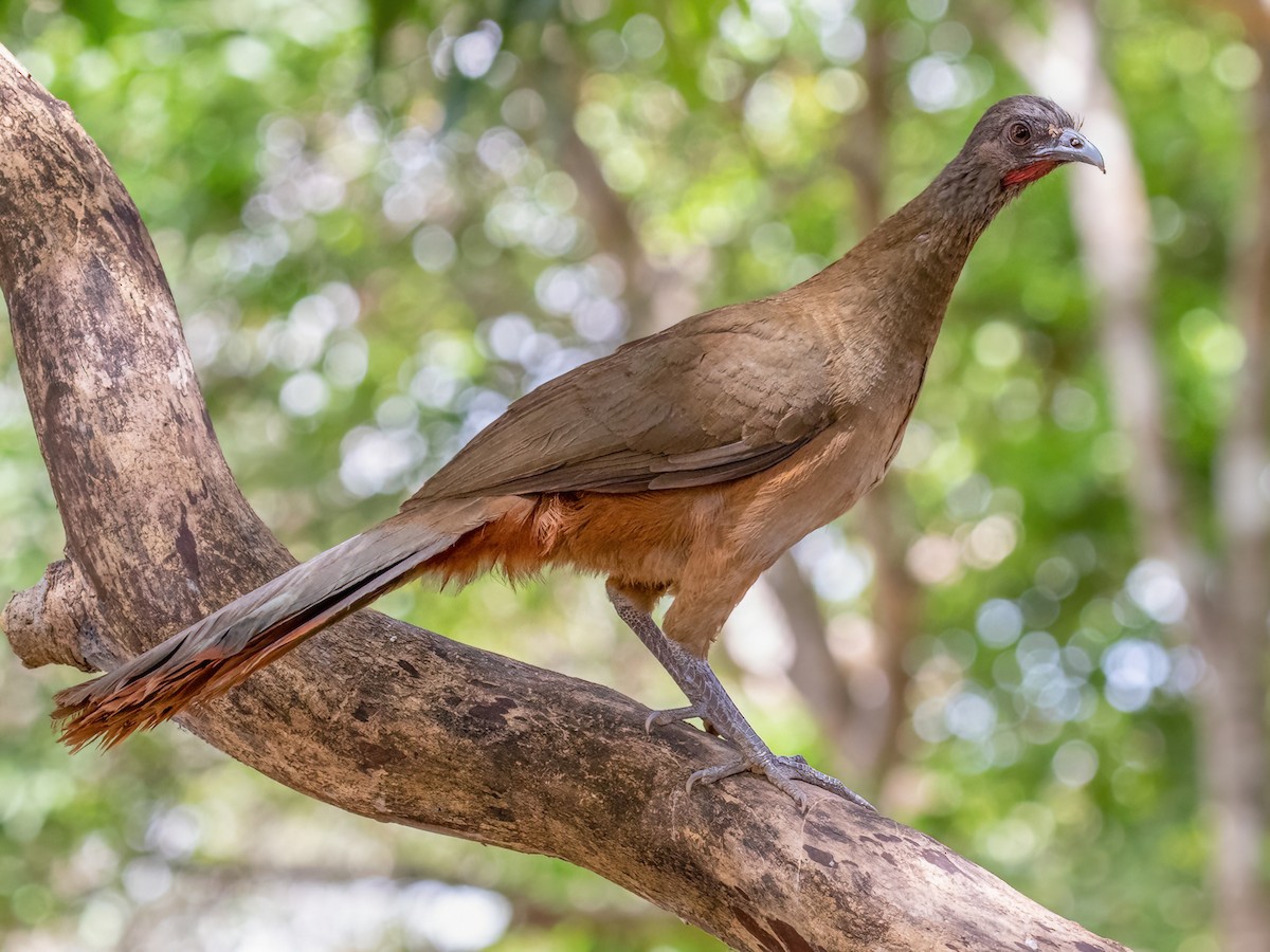 Rufous-vented Chachalaca - Ortalis ruficauda - Birds of the World
