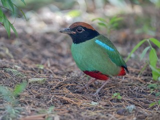 Western Hooded Pitta - Pitta sordida - Birds of the World