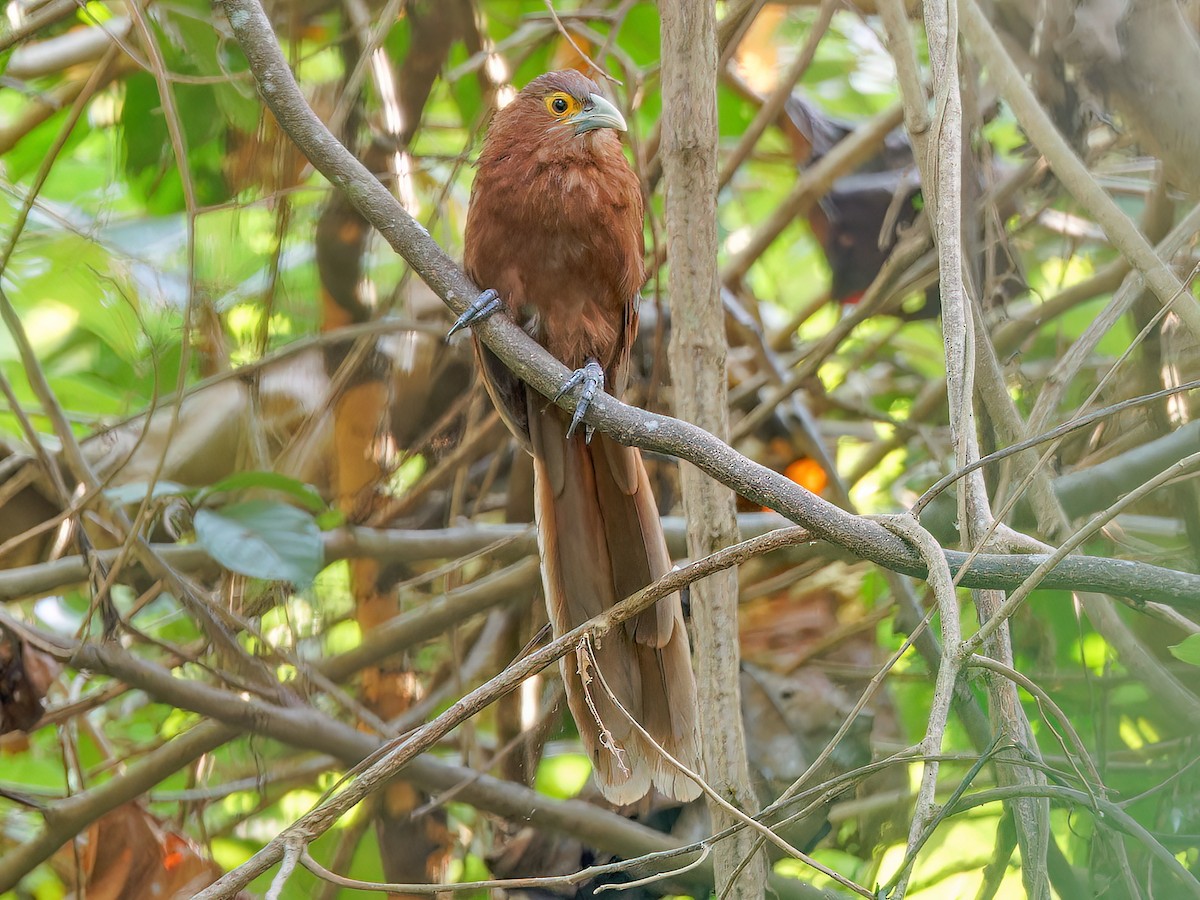 Rufous Coucal - Centropus unirufus - Birds of the World