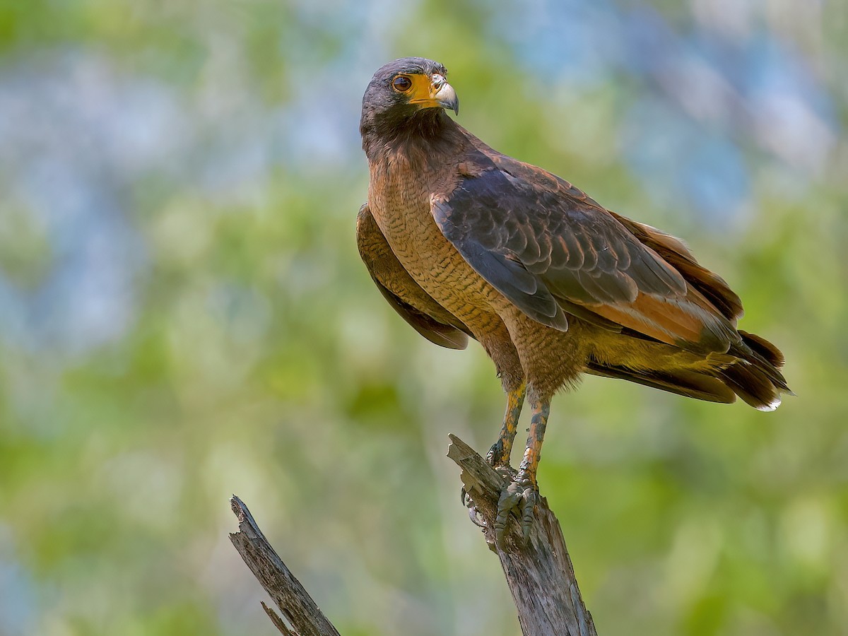 Rufous Crab Hawk - Buteogallus aequinoctialis - Birds of the World