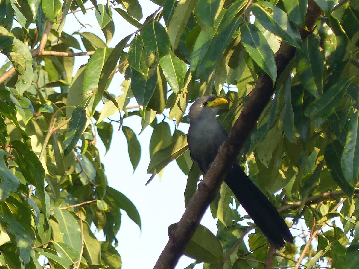 ML64067991 - Blue Malkoha - Macaulay Library