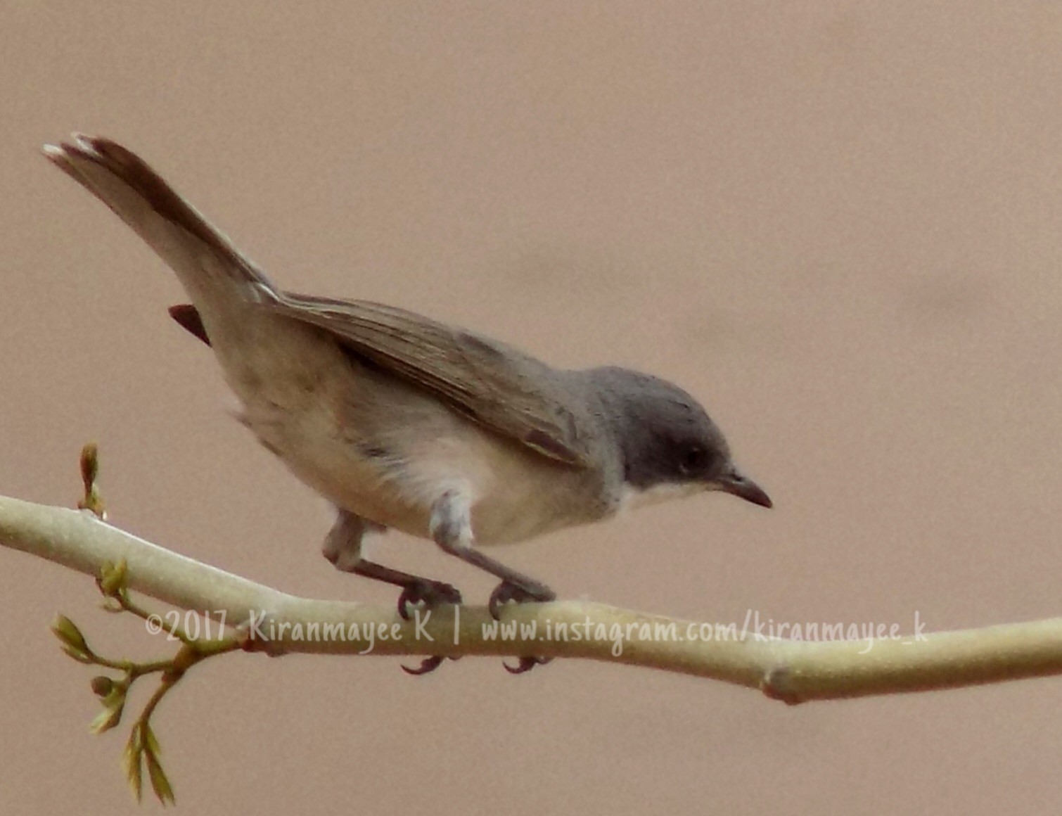 Sylvia/Curruca sp. - eBird