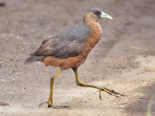 Photos - Isabelline Bush-hen - Amaurornis isabellina - Birds of the World