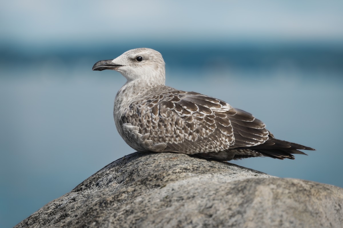 Gaviota/Gavión sp. - eBird