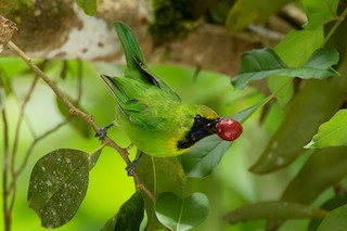 Lesser Green Leafbird - Chloropsis cyanopogon - Birds of the World