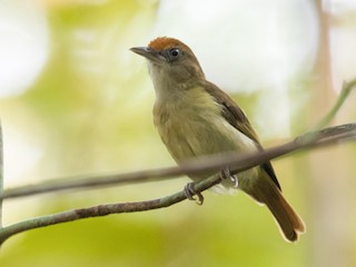Rufous-fronted Greenlet - eBird