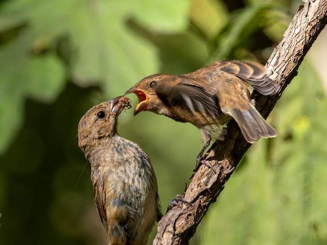 Pennsylvania Bird Atlas - Discover a new world of birding...