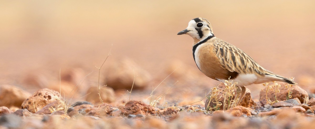 Birds of the World - Cornell Lab of Ornithology