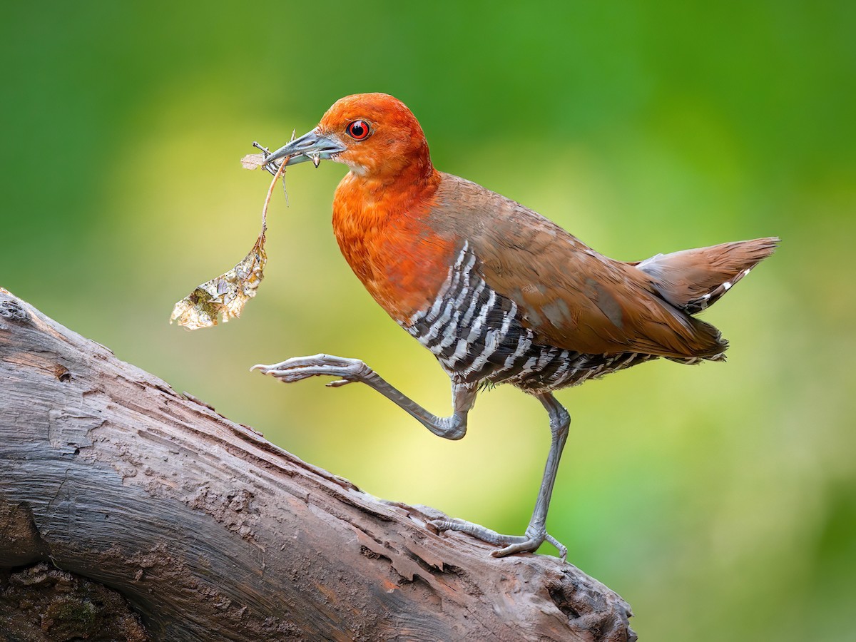 Slaty-legged Crake - Rallina eurizonoides - Birds of the World