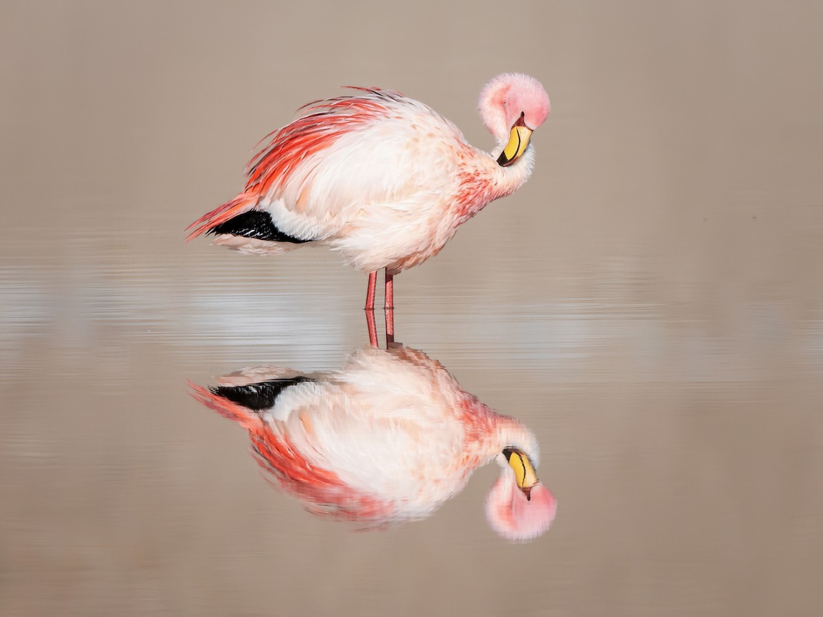 James's Flamingo - Phoenicoparrus jamesi - Birds of the World