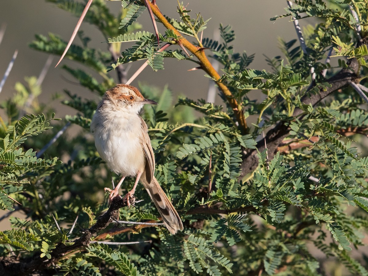 Tinkling Cisticola - Cisticola rufilatus - Birds of the World