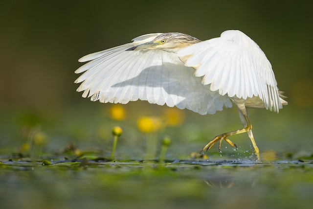 Taiwan Bird Atlas - Discover a new world of birding...