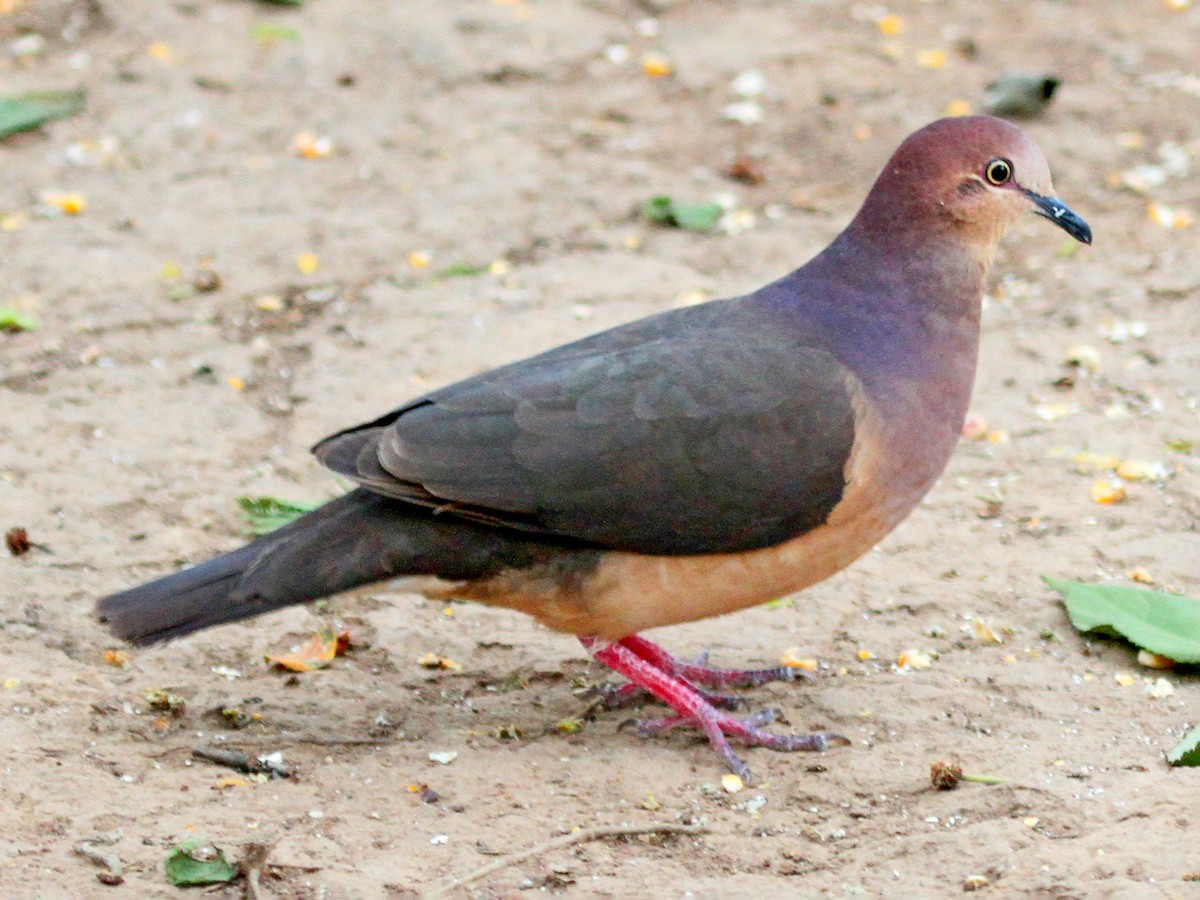 Ochre-bellied Dove - Leptotila ochraceiventris - Birds of the World