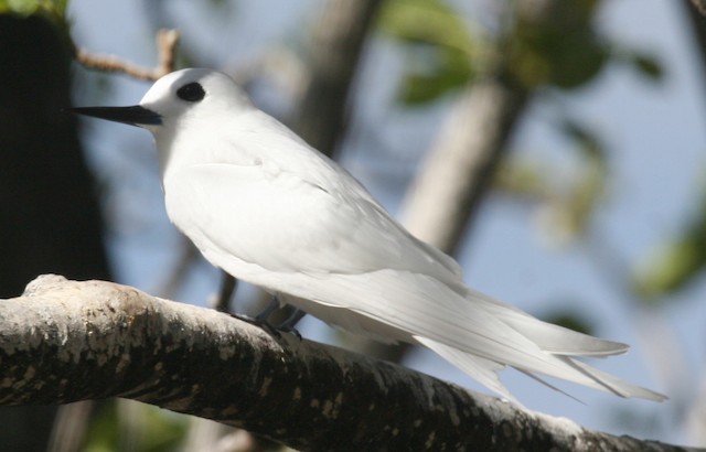 Photos - Blue-billed White-Tern - Gygis candida - Birds of the World