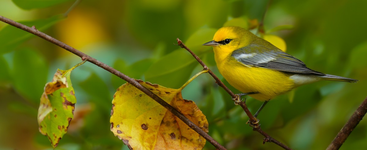Birds of the World - Cornell Lab of Ornithology