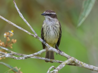 Piratic Flycatcher - Legatus leucophaius - Birds of the World