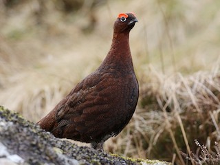 Red Grouse - eBird