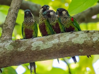 Painted Parakeet - eBird