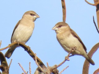 Timor Sparrow - eBird