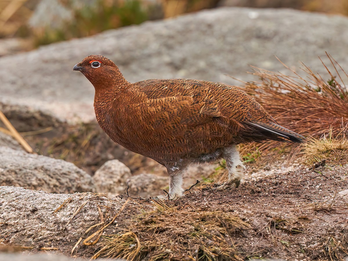 Red Grouse - Lagopus scotica - Birds of the World