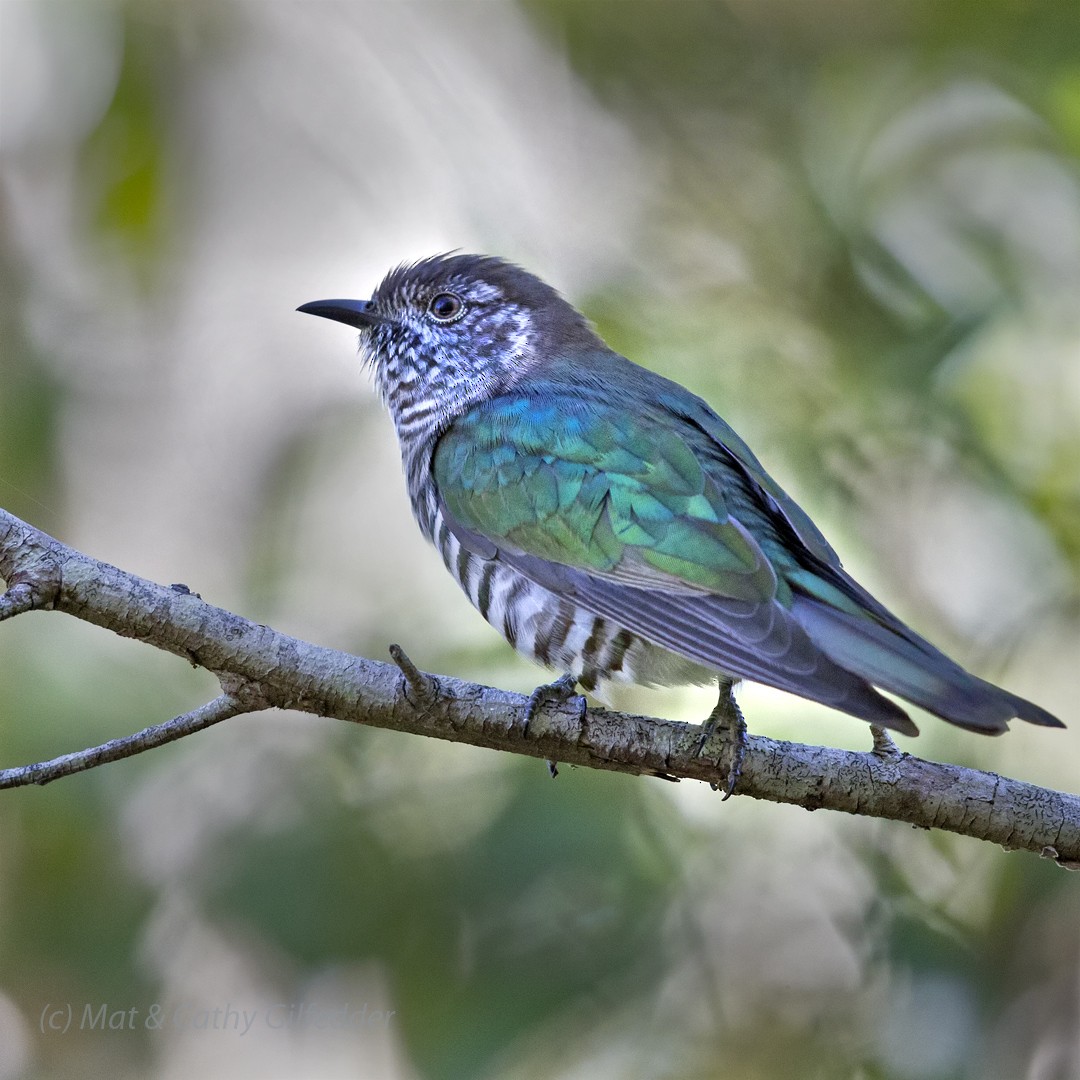 Shining Bronze-Cuckoo - Chrysococcyx lucidus - Media Search - Macaulay ...