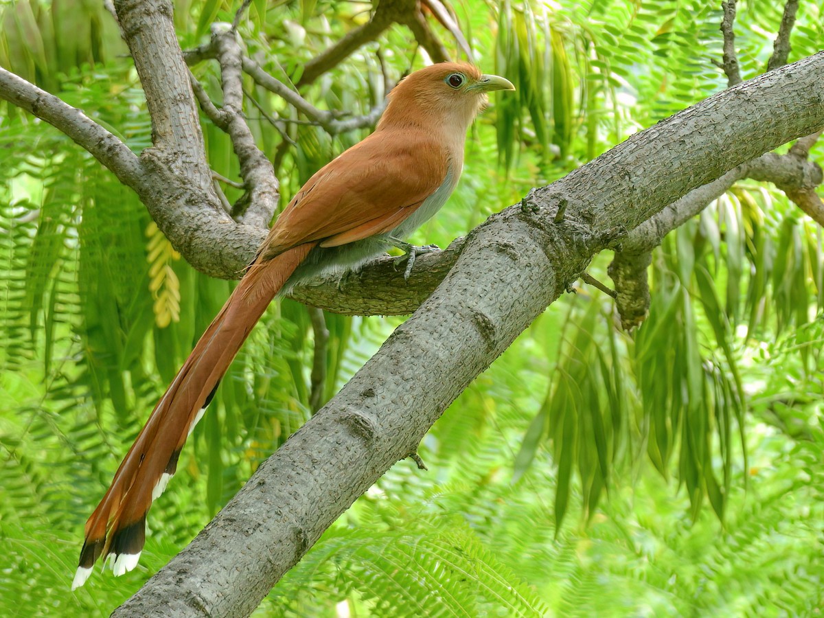 Mexican Squirrel-Cuckoo - Piaya mexicana - Birds of the World