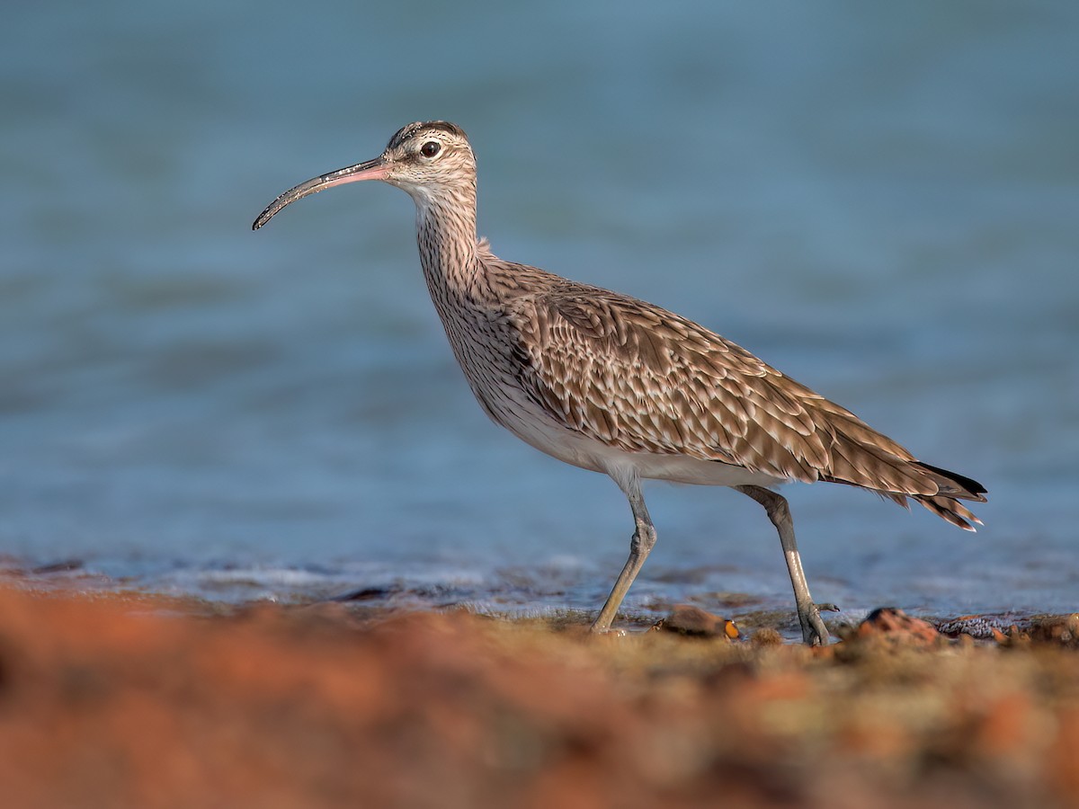 Eurasian Whimbrel - Numenius phaeopus - Birds of the World