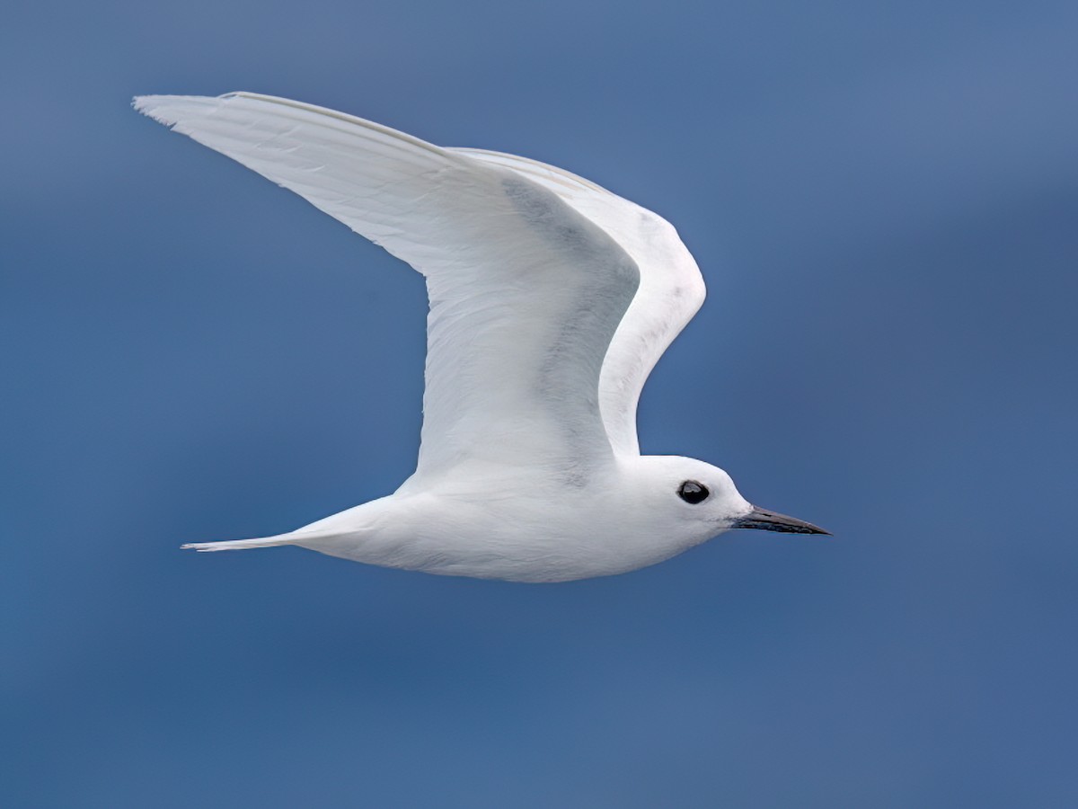 Atlantic White-Tern - Gygis alba - Birds of the World