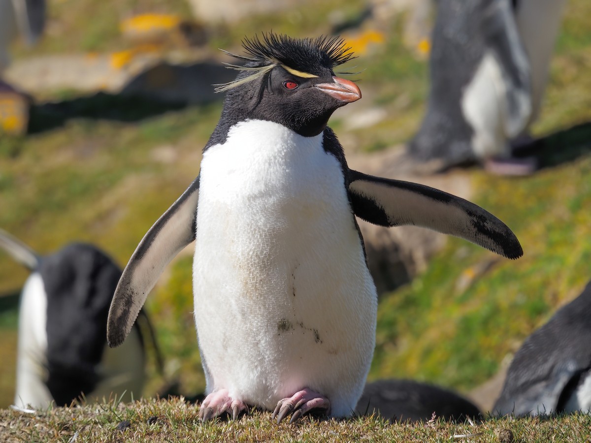 Western Rockhopper Penguin - Eudyptes chrysocome - Birds of the World