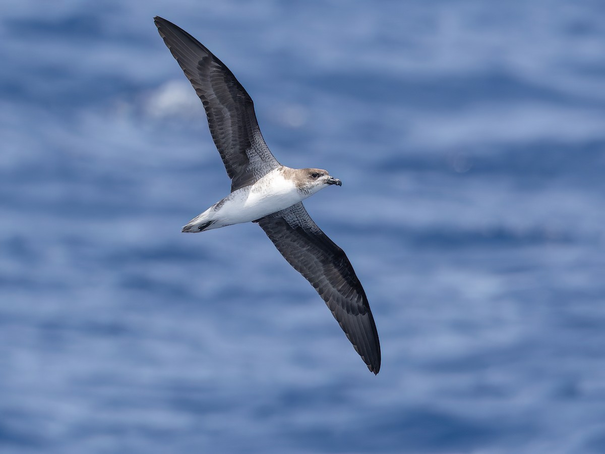 Cape Verde Petrel - Pterodroma feae - Birds of the World