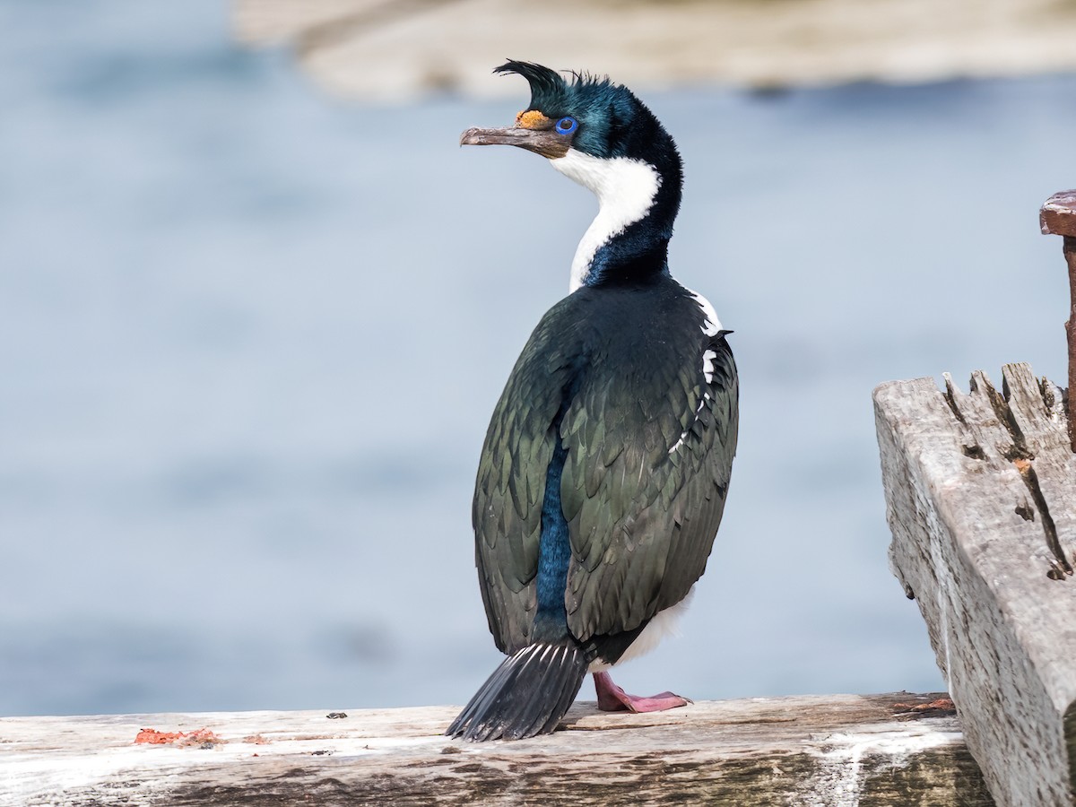 Imperial Cormorant - Leucocarbo atriceps - Birds of the World