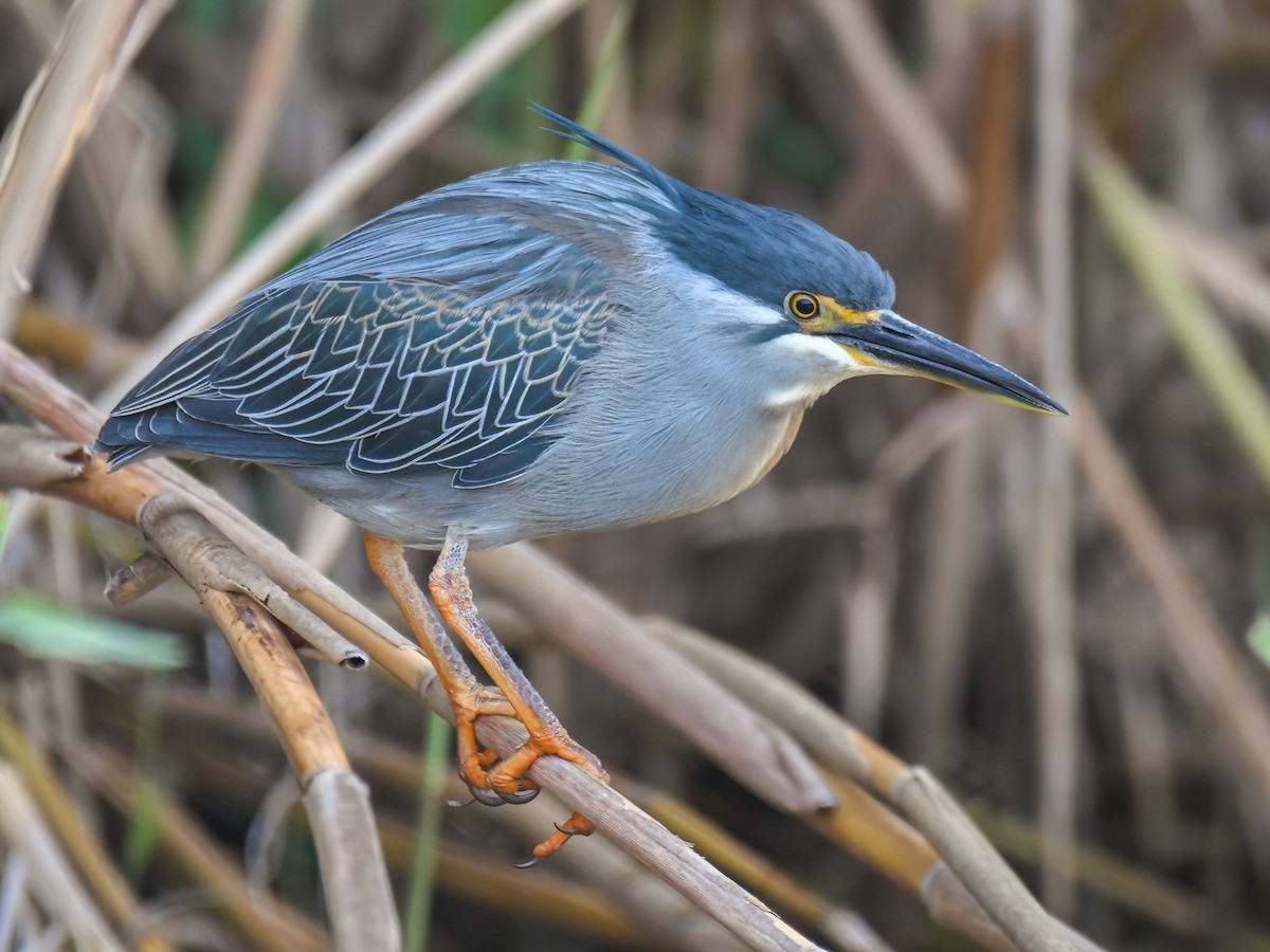 Little Heron - Butorides atricapilla - Birds of the World